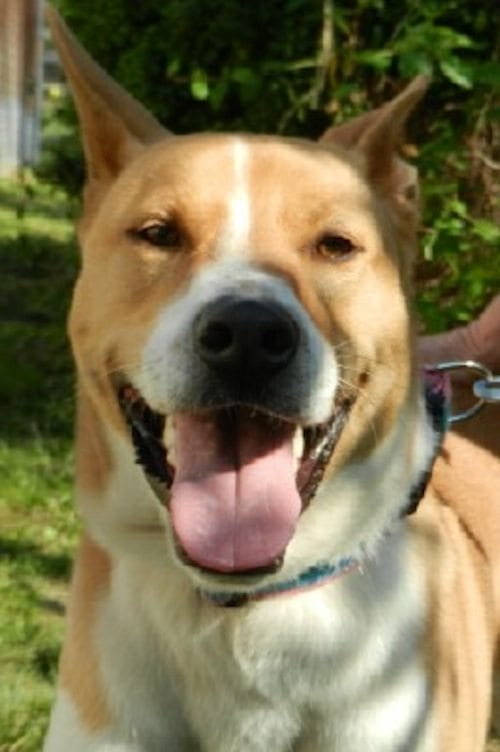 Baltimore Fishbowl | MDSPCA Weekly Pet Adoption: The Next Caesar
