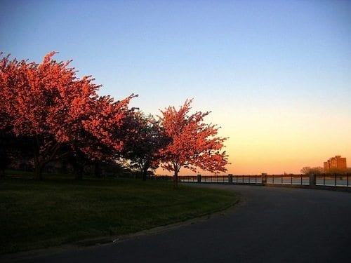 Baltimore Fishbowl | Trees: Are They Baltimore's Heroes or Villains?