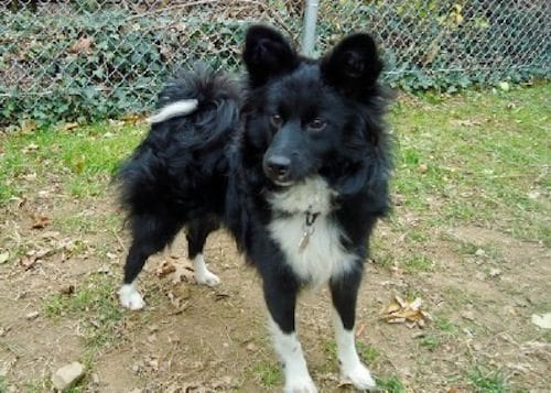 Baltimore Fishbowl | MDSPCA Weekly Pet Adoption: Life of Wiley