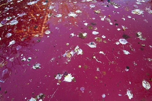 Baltimore Fishbowl | bird poop 2