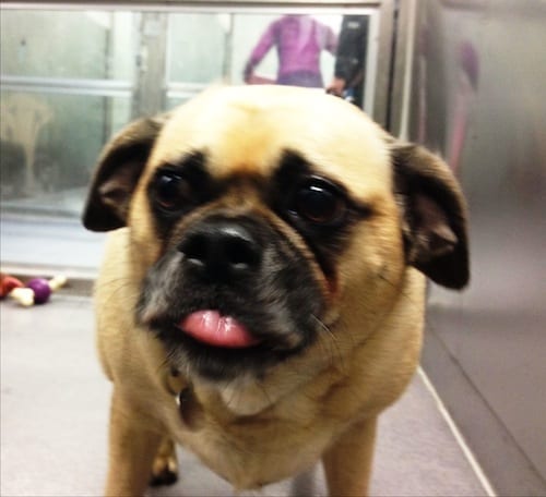 Baltimore Fishbowl | MDSPCA Weekly Pet Adoption: Pug in the City