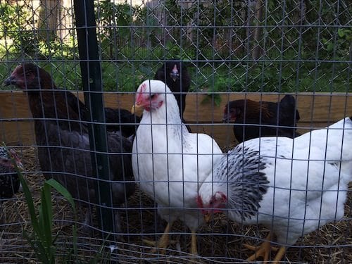 Baltimore Fishbowl | Chicken Little: Adventures in Urban Farming