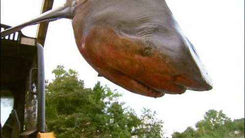 Baltimore Fishbowl | Aggressive Bull Sharks Caught in Maryland River