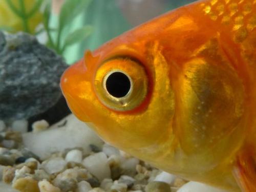 Baltimore Fishbowl | Up Close and Personal: National Aquarium Launches ...