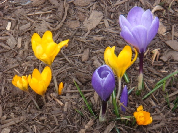 Baltimore Fishbowl | purple and yellow crocus