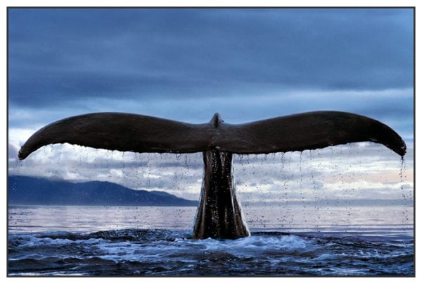 Baltimore Fishbowl | Bob Talbot