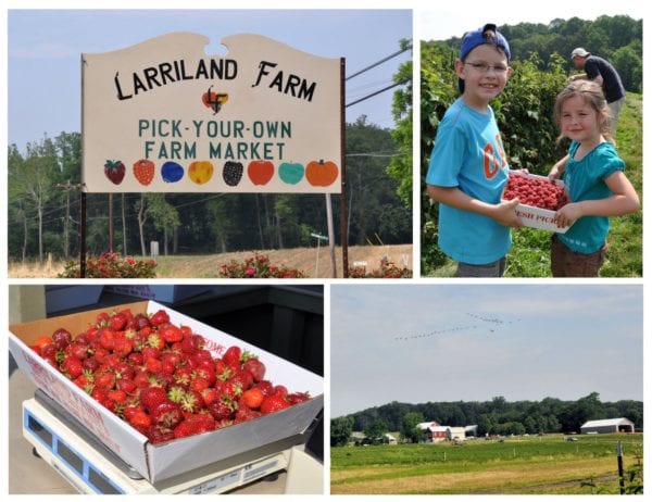Baltimore Fishbowl | Larriland Farms
