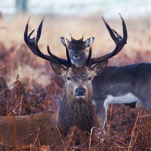 Baltimore Fishbowl | deer-autumn_2036487i