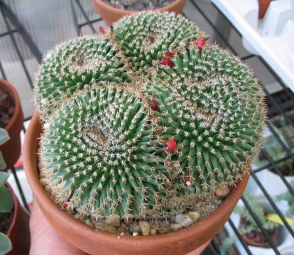 Baltimore Fishbowl | Cactus