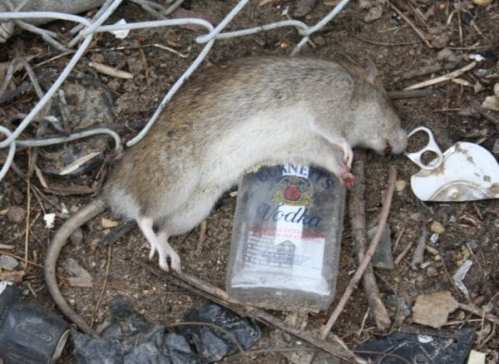 Baltimore Fishbowl | Baltimore Rats in the News This Week - Time for ...