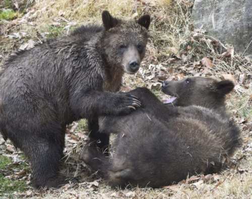 Baltimore Fishbowl | Now, a Chance to Name the Maryland Zoo’s Two ...
