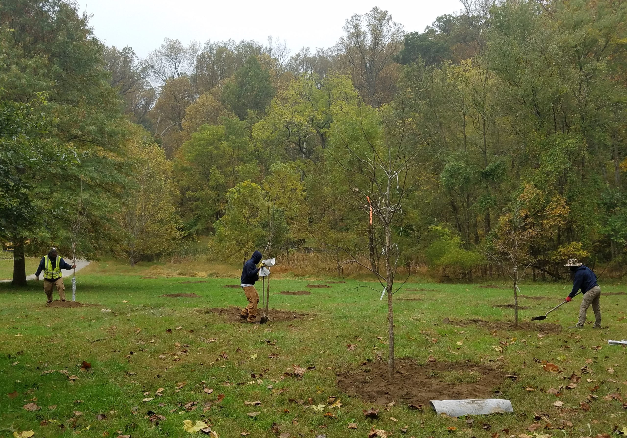 Baltimore Tree Trust plants 10,000th tree in Leakin Park in Baltimore City