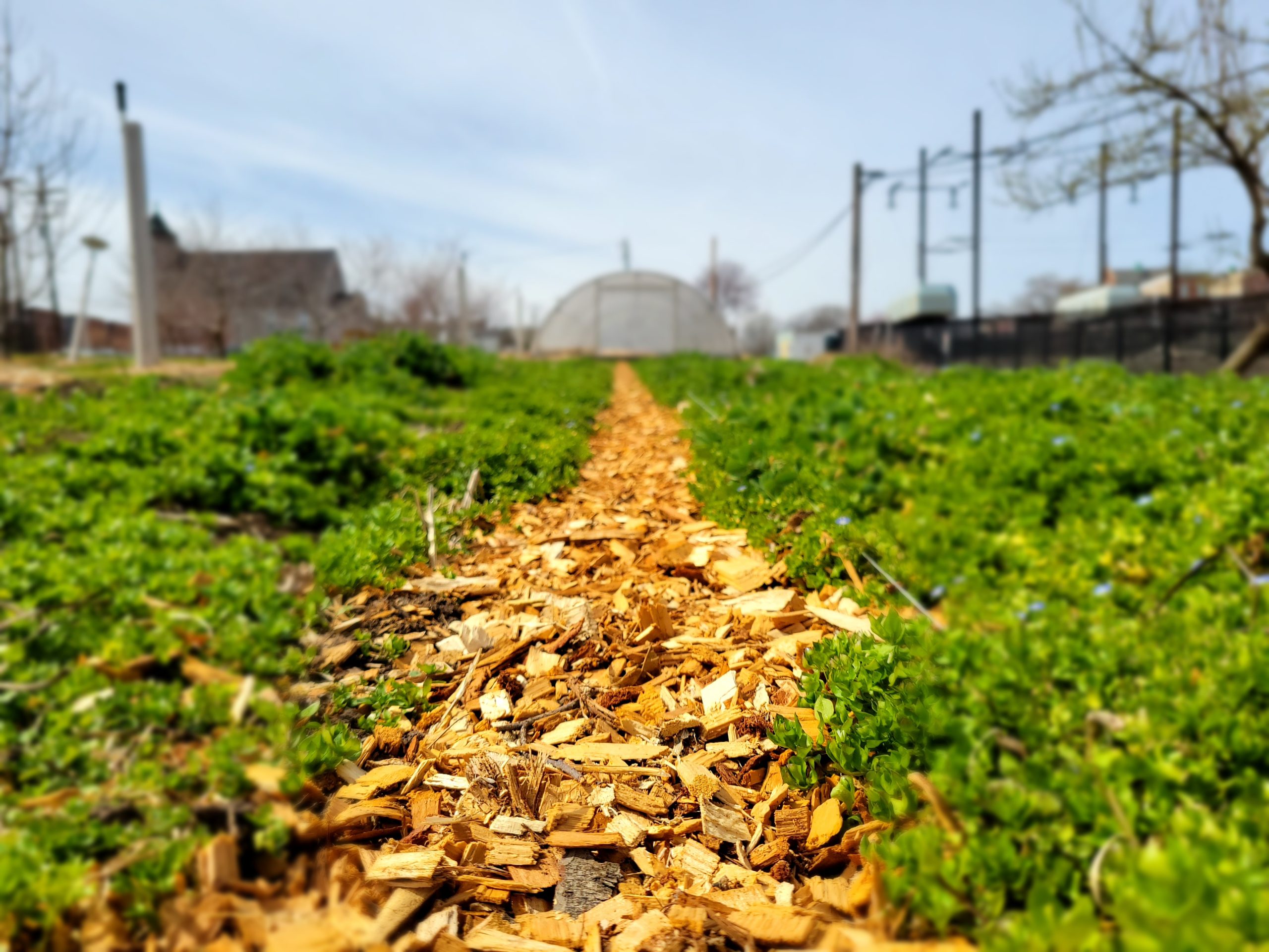 Taking root: How community gardens are feeding and teaching Marylanders ...