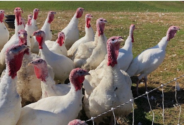 Maryland's turkey farms face challenges but keep busy.