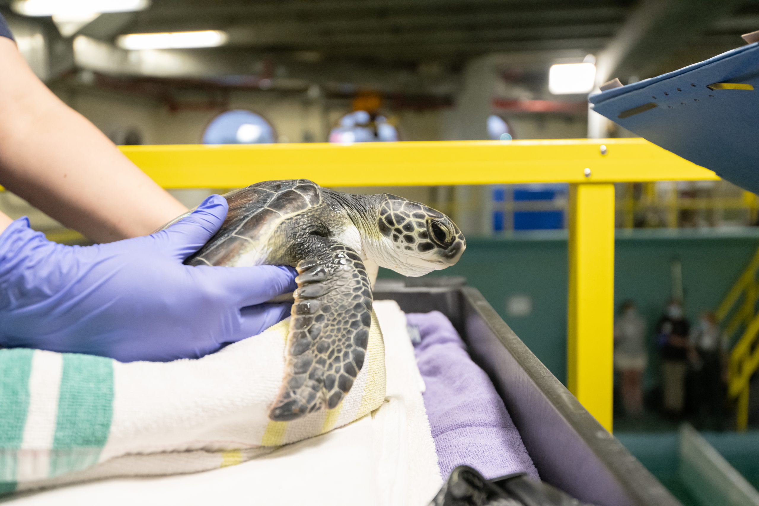 National Aquarium treats 25 sea turtles for cold weather injuries