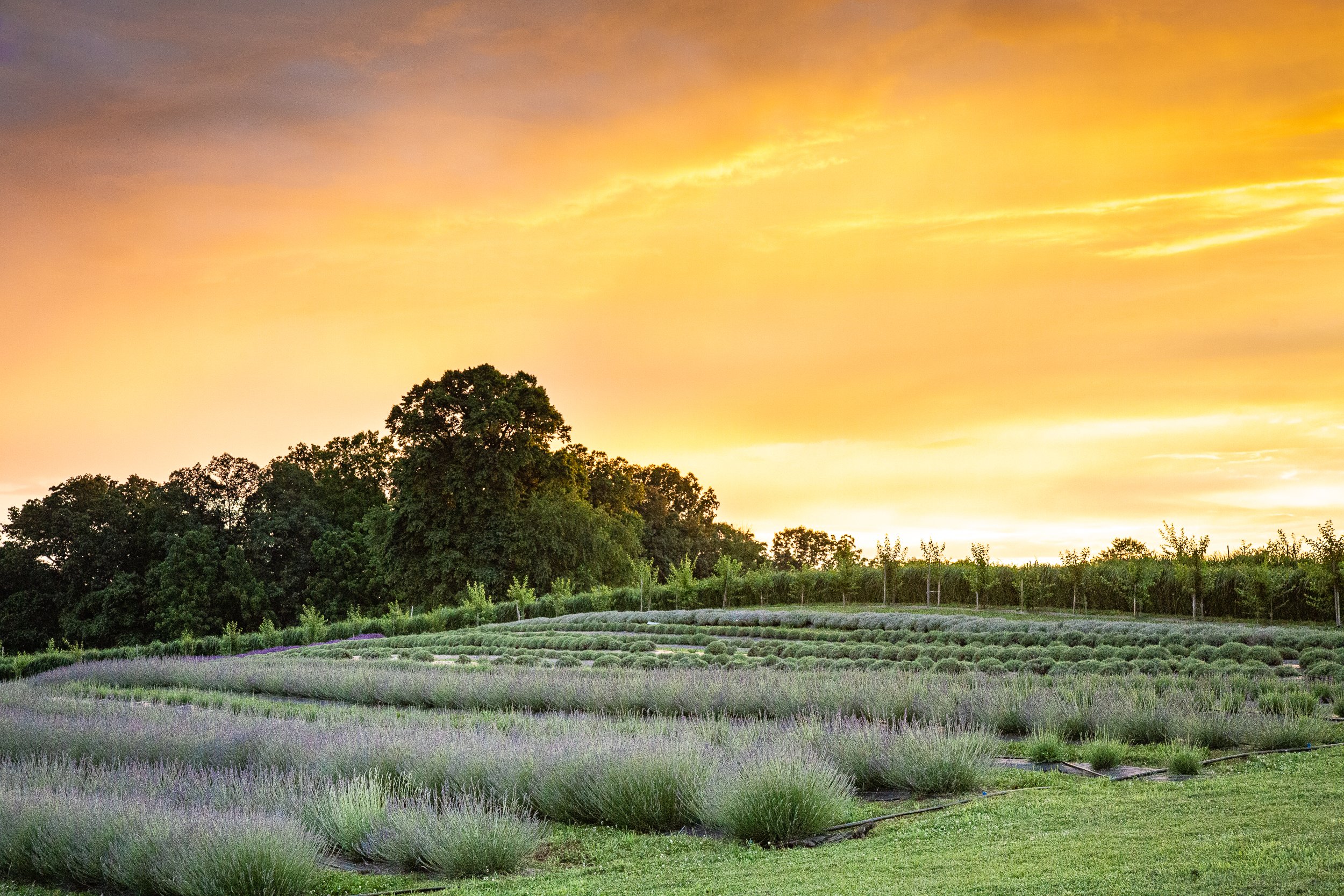 From Tea in the Garden with Jazz Music to Bluegrass Sunsets - Enjoys ...