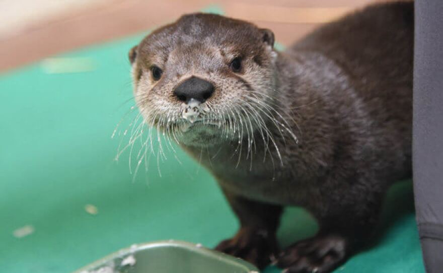 Baby otter at Maryland Zoo brings a dose of cuteness via social media