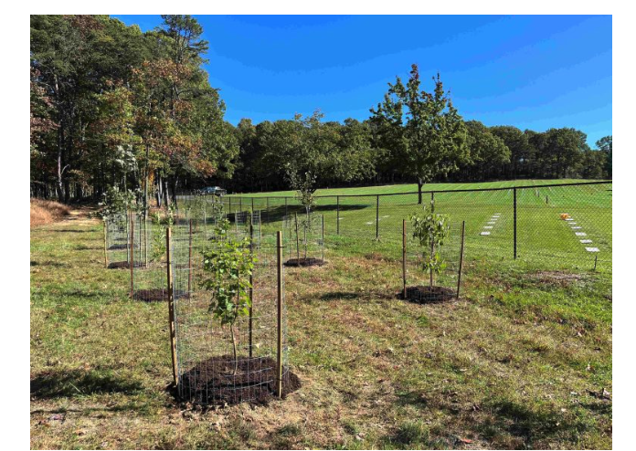Maryland plants nearly half a million trees so far through DNR initiative