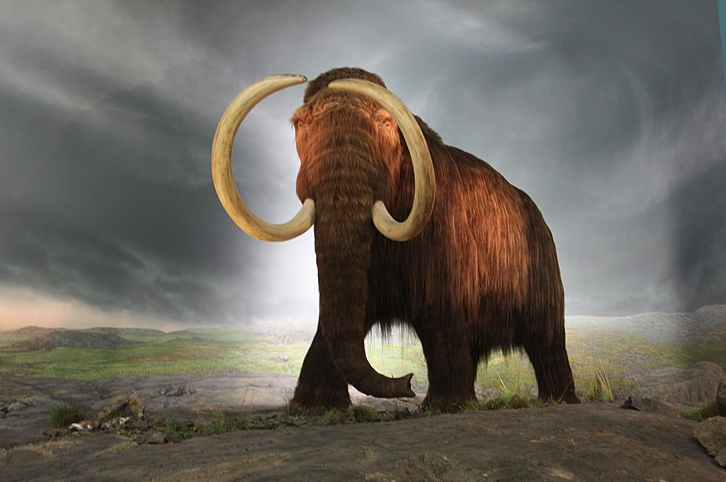 Mammoth excitement for upcoming Ice Age exhibit at Natural History Society!