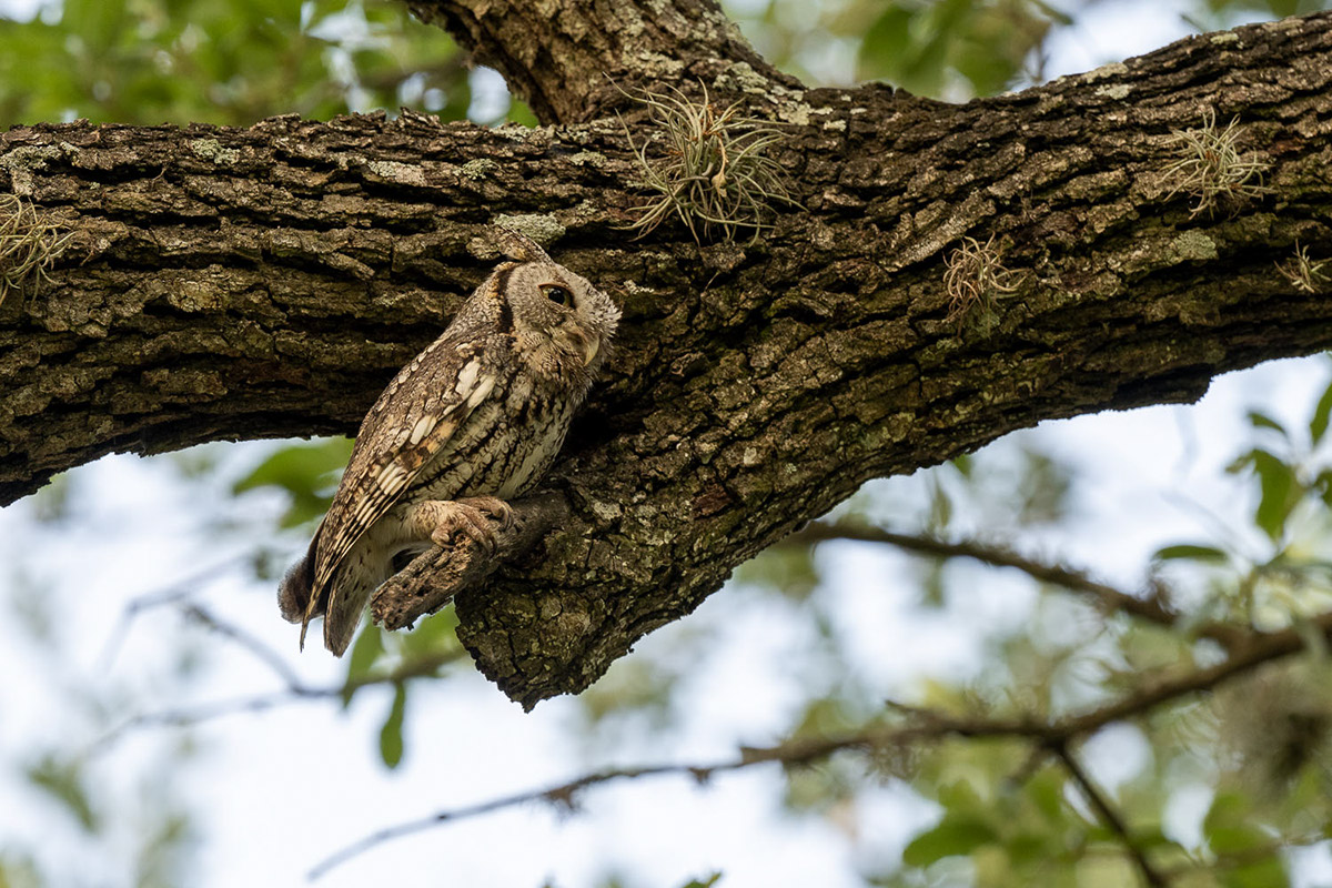 Baltimore Fishbowl | owl