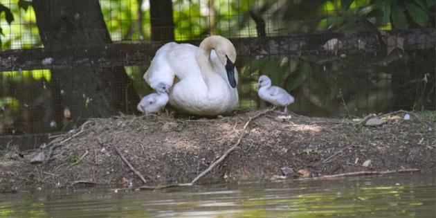 Baby trumpeter swans hatch at Maryland Zoo