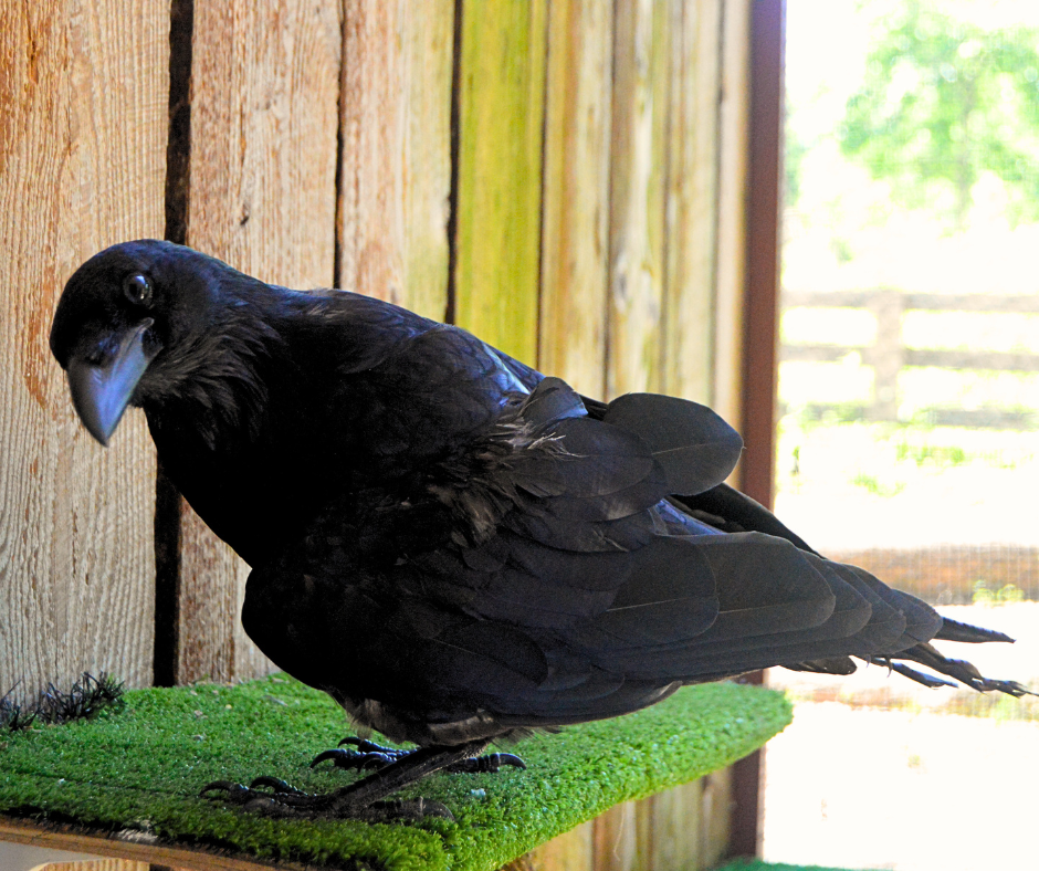There's a new raven in town -- and it's looking for a name.
