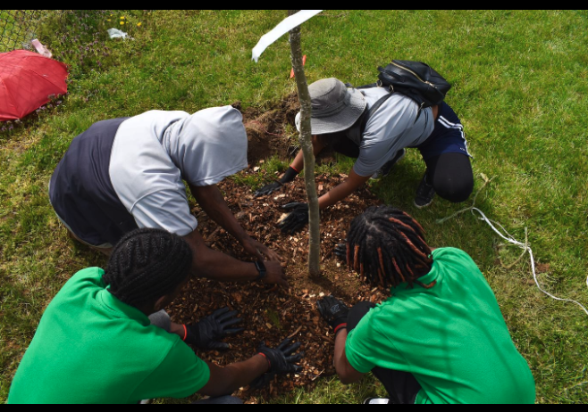 Baltimore Fishbowl | Tree planting