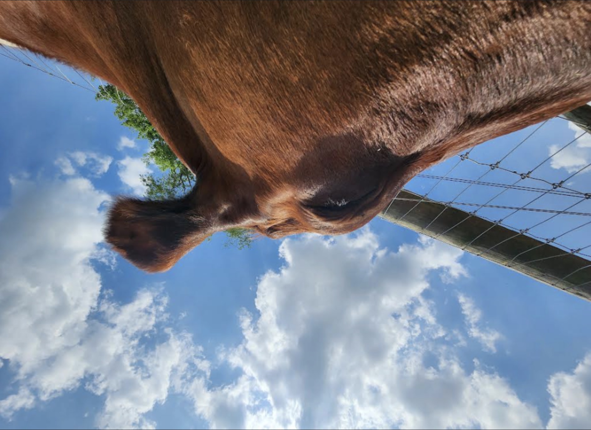 Shark Week may be scary, but Cow Week will be moooooving!