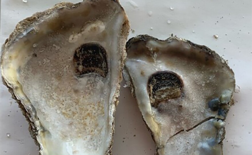 Parasites benefit Chesapeake Bay oyster reefs