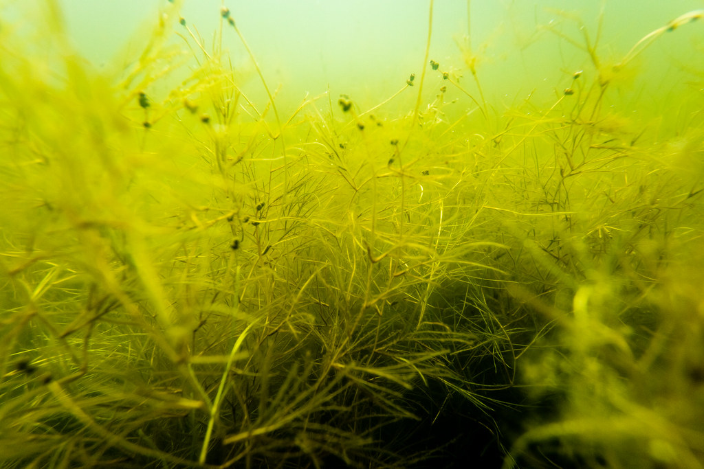 Chesapeake Bay grasses are rebounding, but progress still needed