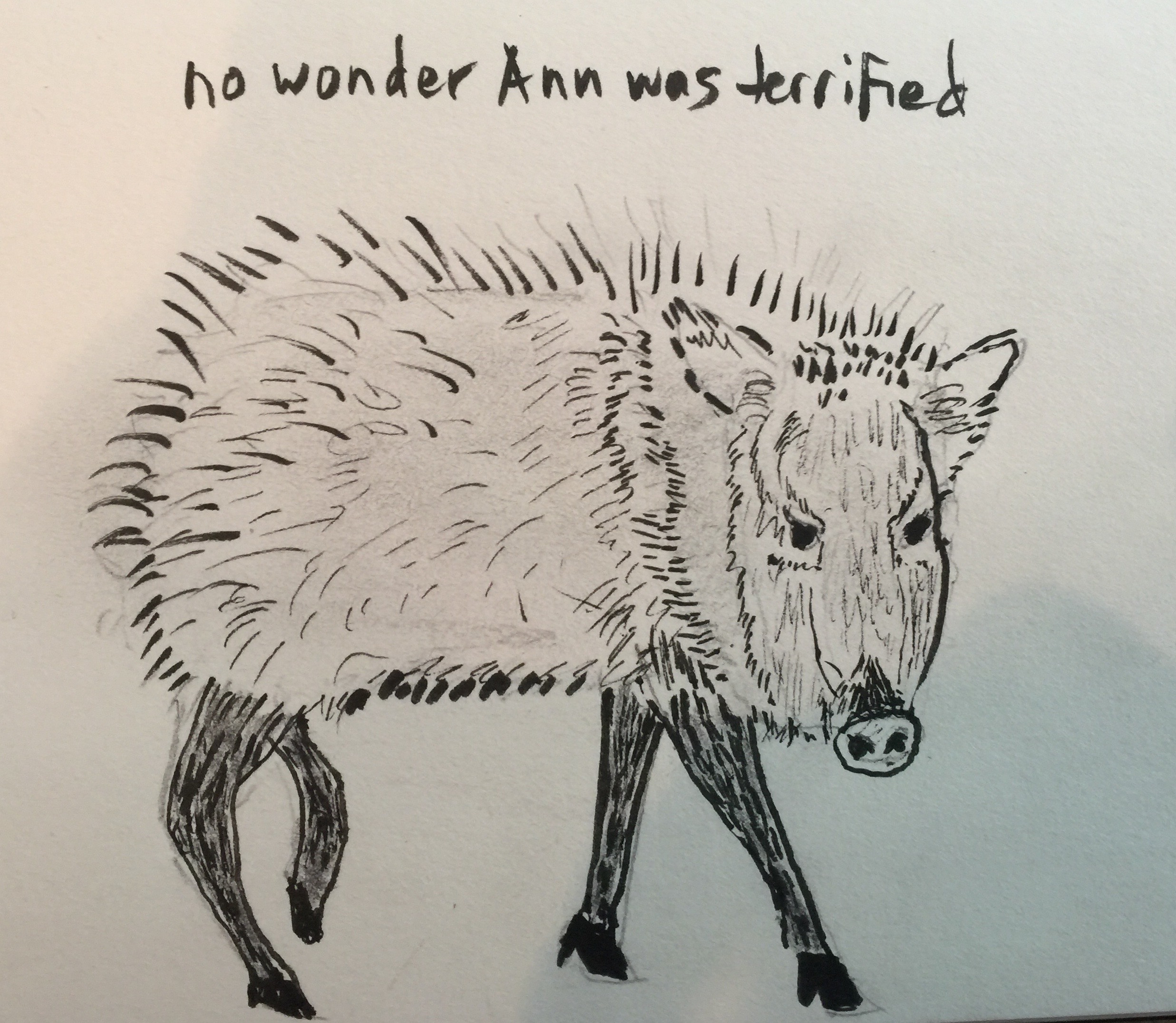 Baltimore Fishbowl | feral pig