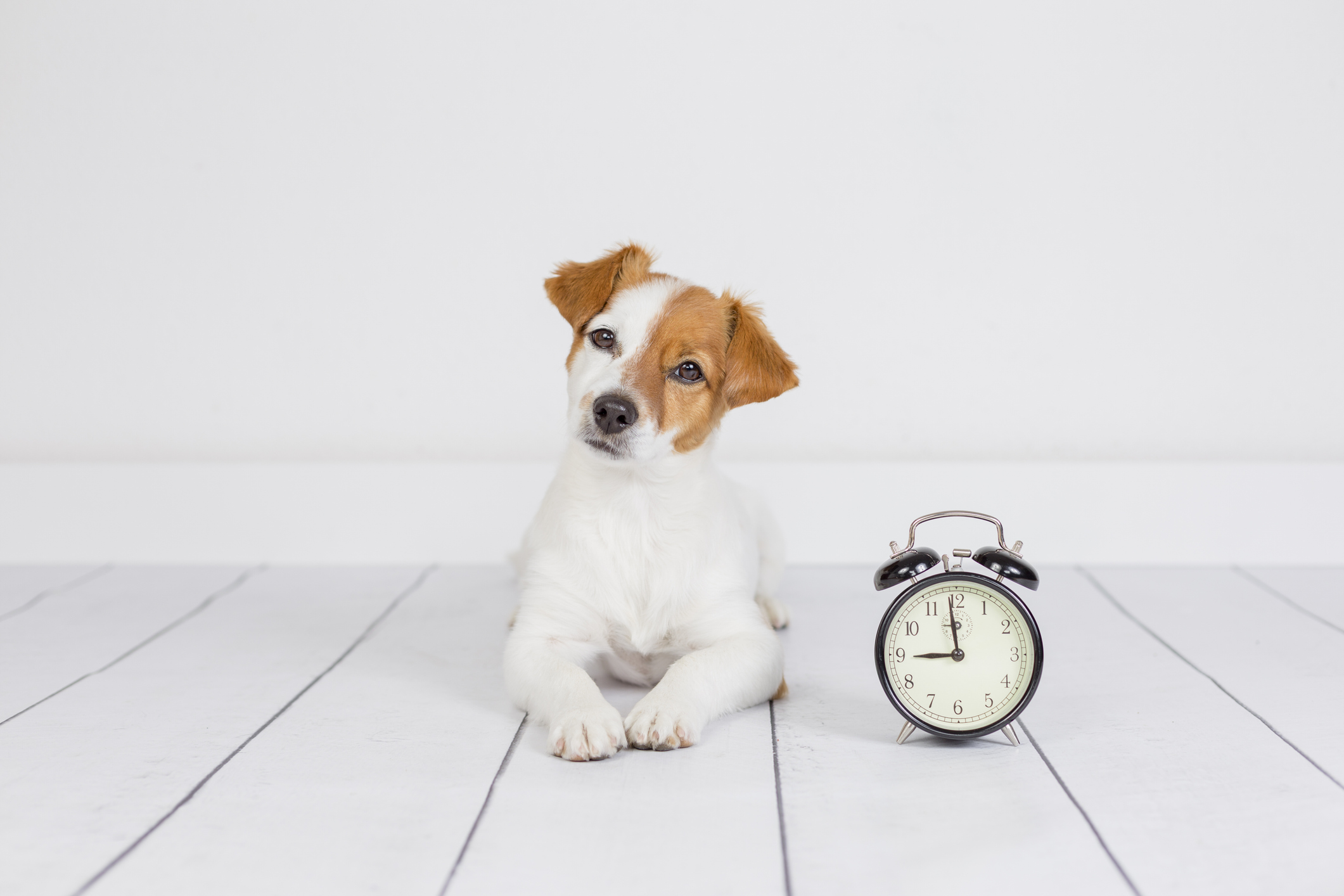 How pets deal with big changes like Daylight Saving Time and the election