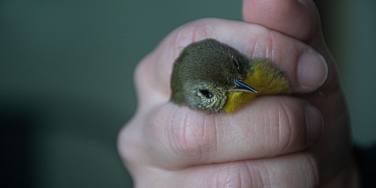 If only birds were ‘puppies’: Lights Out Baltimore tracks 3,000 window ...