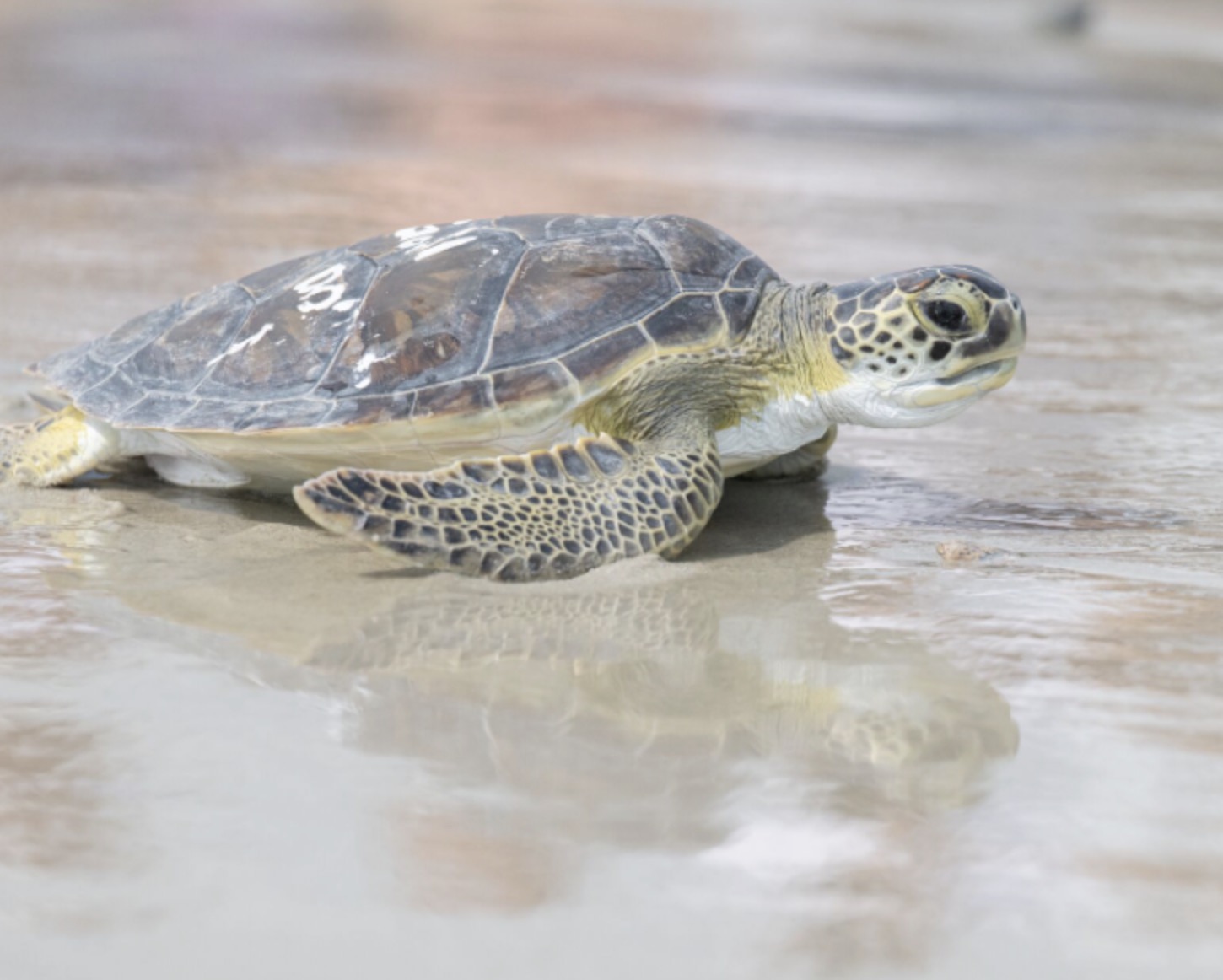 Public invited to witness sea turtles released into Ocean City waters