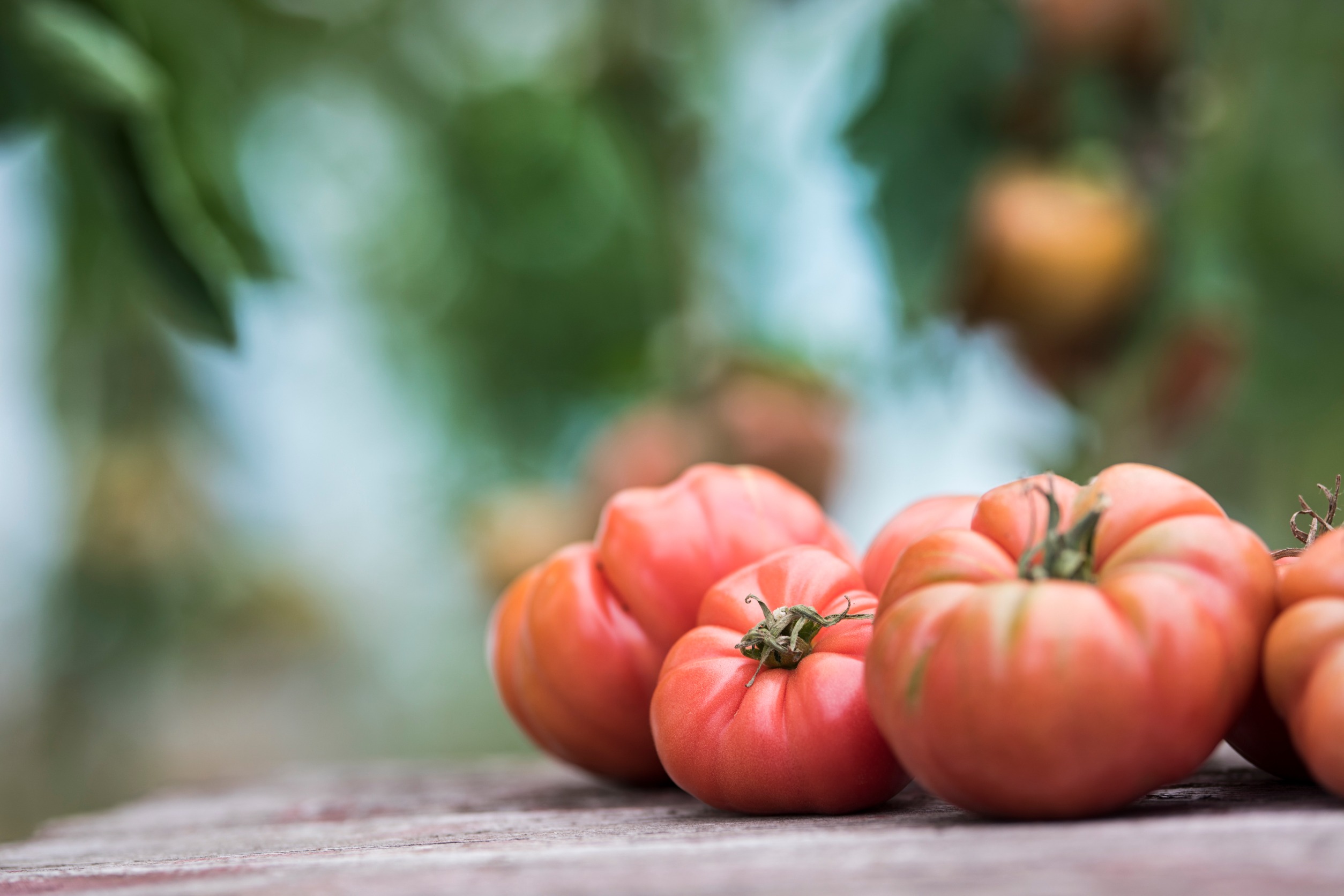 Baltimore Fishbowl | Hot Plate: Union Collective Coffee Fest, Tomatoes ...