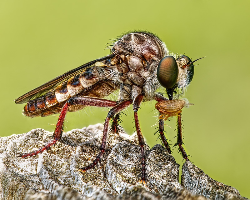Baltimore Fishbowl | fly