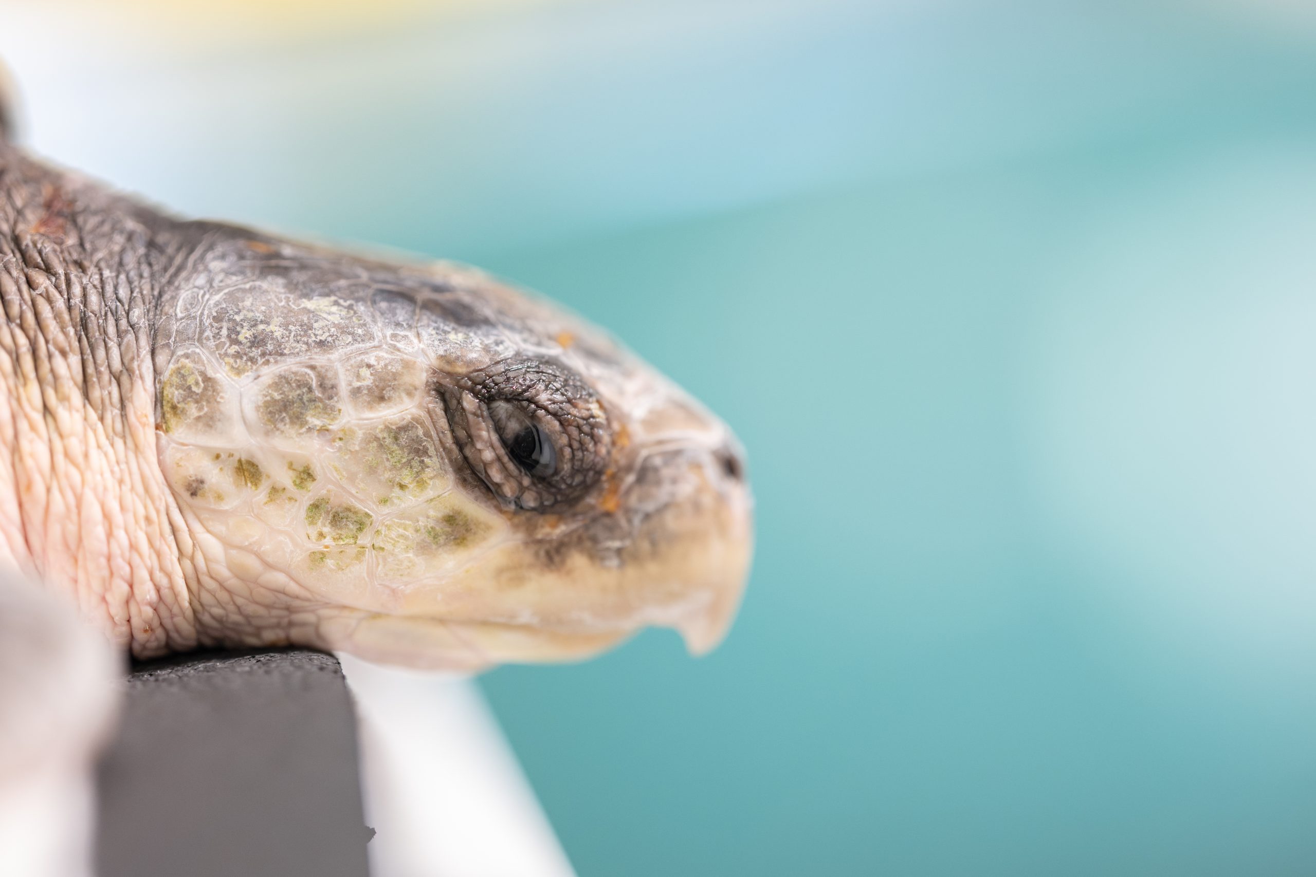 Meet your 'Neighborhood' sea turtles at the National Aquarium