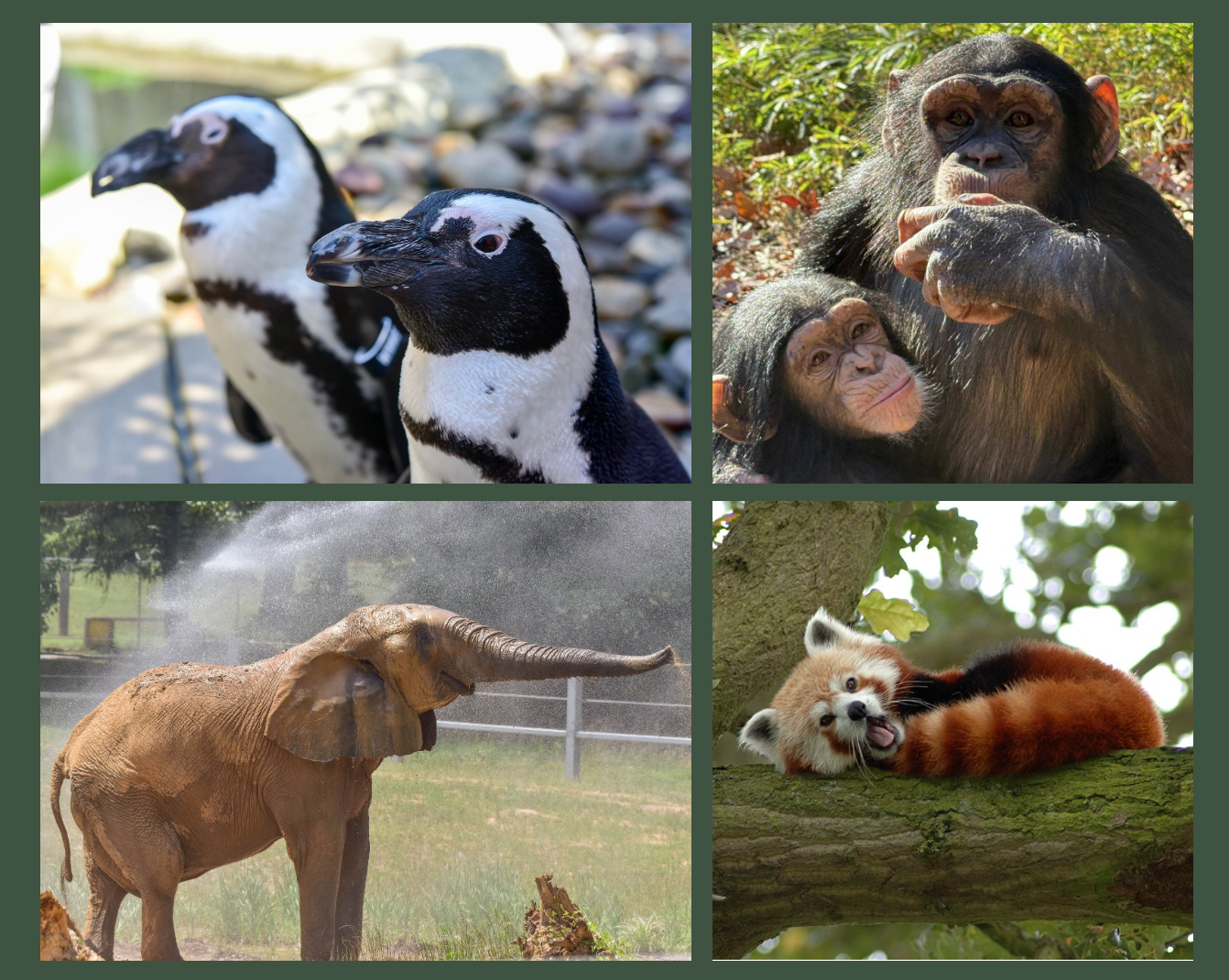 Baltimore Fishbowl | Maryland Zoo, 4 endangered species