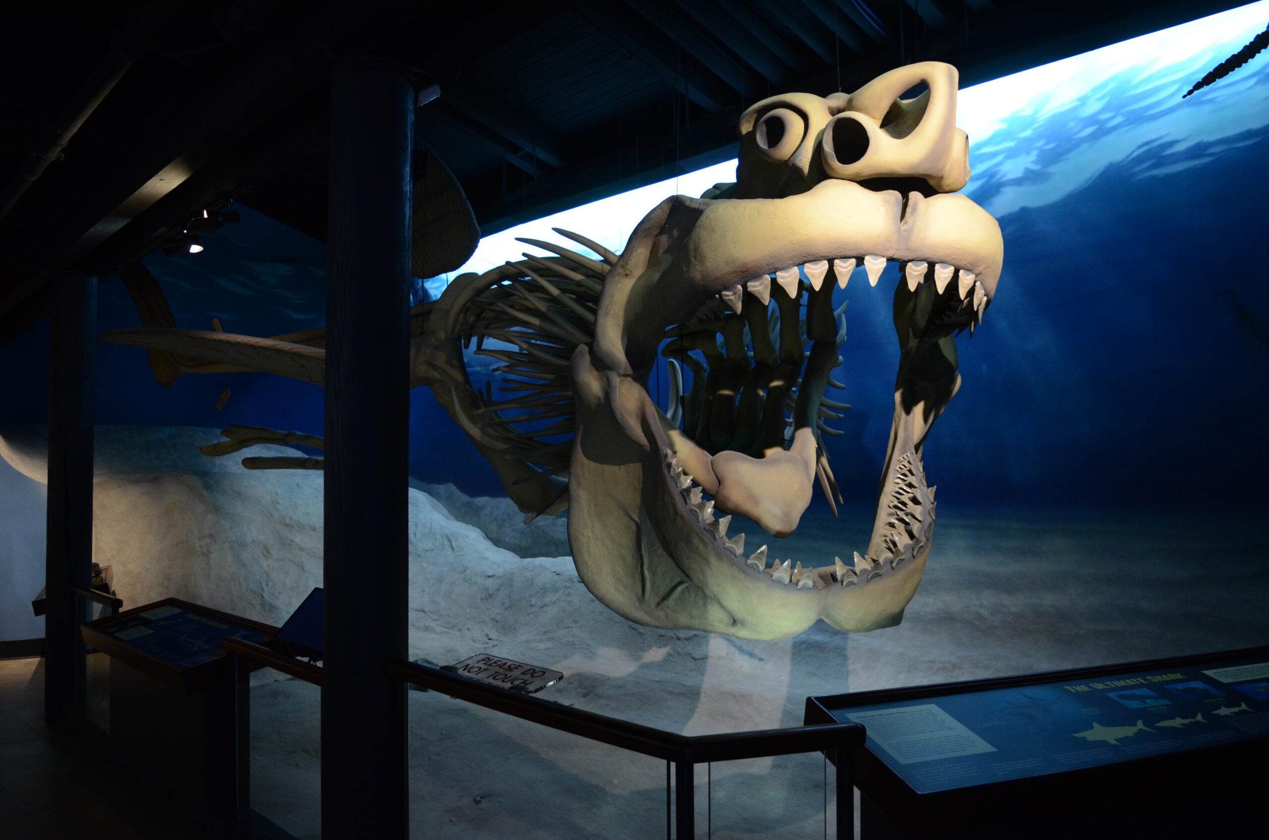 The meg-nificent tale of Maryland’s new state shark